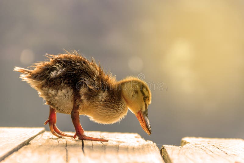 Caneton par le lac image stock. Image du clavette, oiseau - 33148449