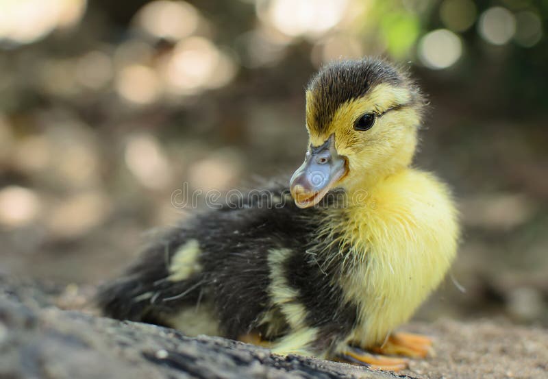 Caneton mignon image stock. Image du jaune, fleuve, animal - 97300263