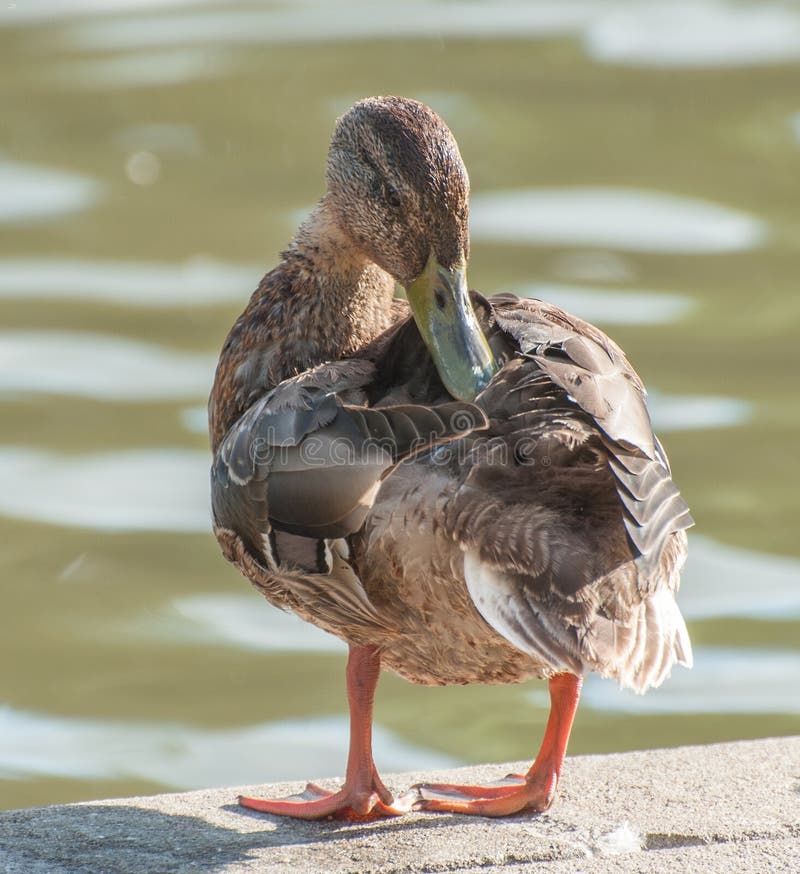 Caneton par le lac image stock. Image du clavette, oiseau - 33148449