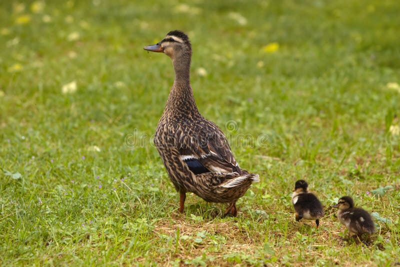 Sexe des canards photo stock. Image of waterfowl, accouplement - 24558400