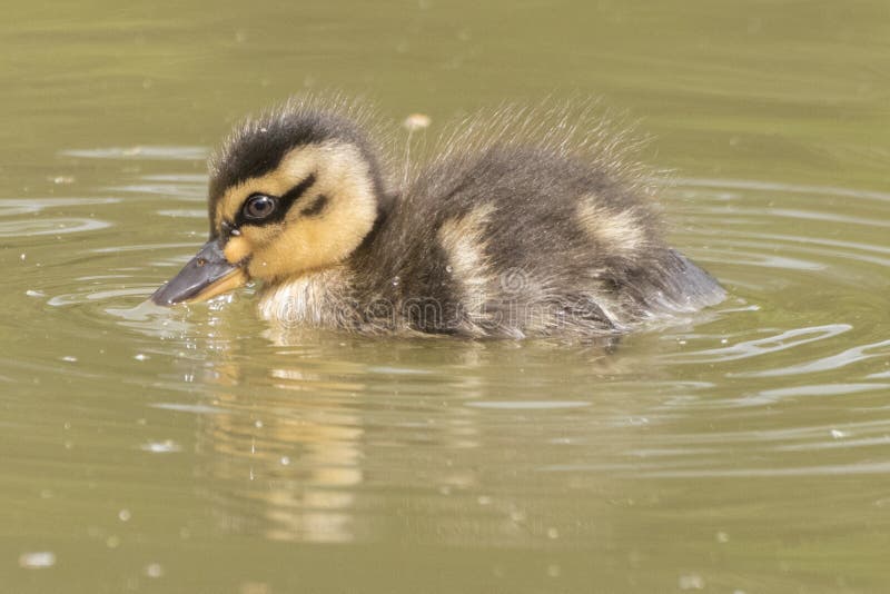 Caneton sur l'eau image stock. Image du petit, mignon - 147392731