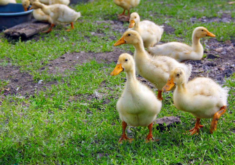 Canetons image stock. Image du herbe, pied, enfant, faune - 19146615