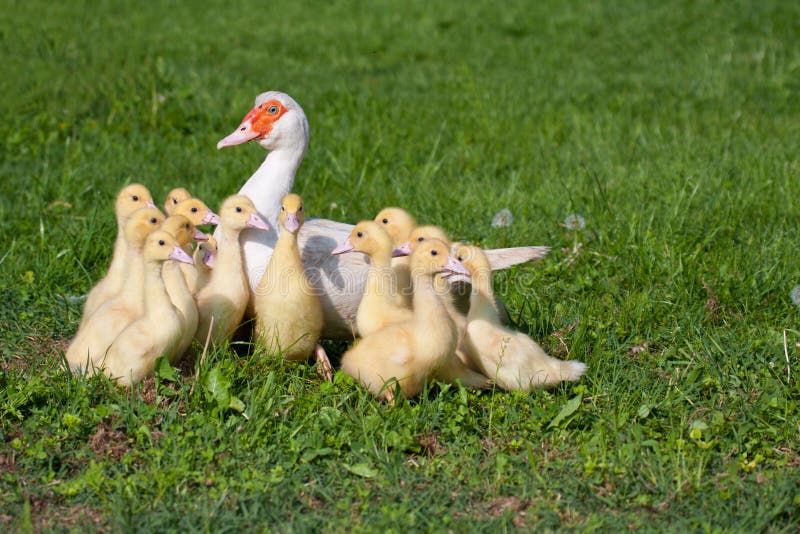 Petits canetons photo stock. Image du famille, chiot - 18976512