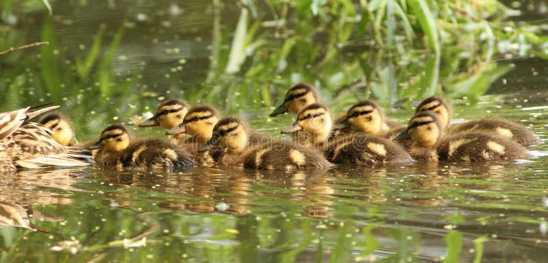 Canetons photo stock. Image du becs, faune, lumineux - 19875112