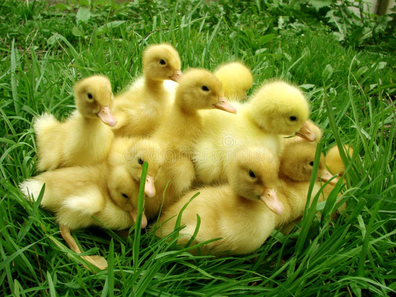 25,674 Photos de Canetons - Photos de stock gratuites et libres de ...