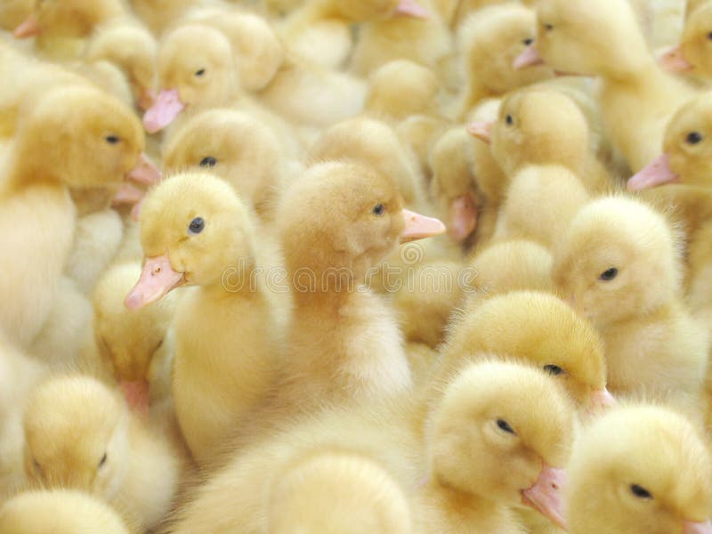 Le Groupe De Canetons Flottant Sur Un Lac Photo stock - Image du groupe ...
