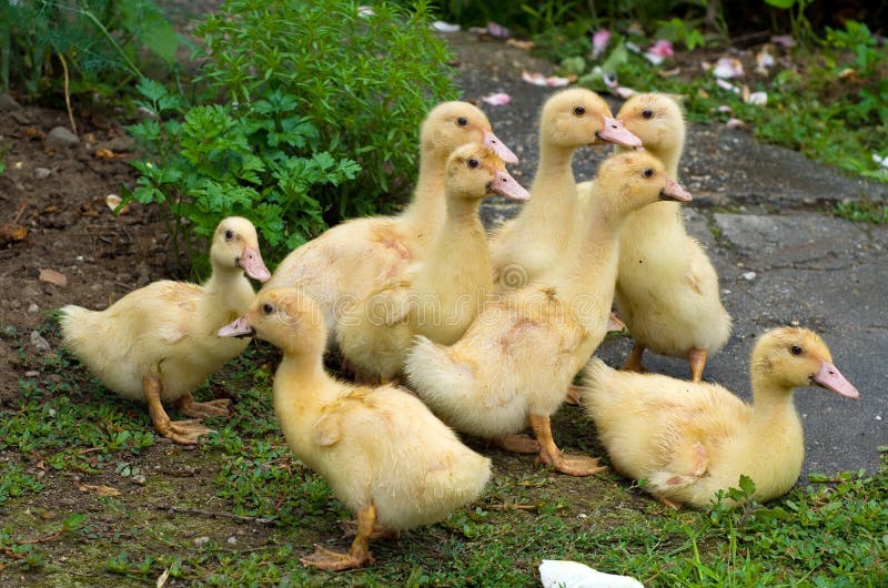 Canetons Photos Stock - Téléchargez 11,314 Photos libres de droits