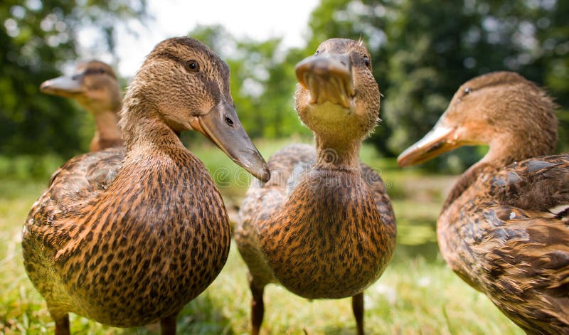 Canetons Mignons éclaboussant Dans Un Bol D'eau Dehors Photo stock ...