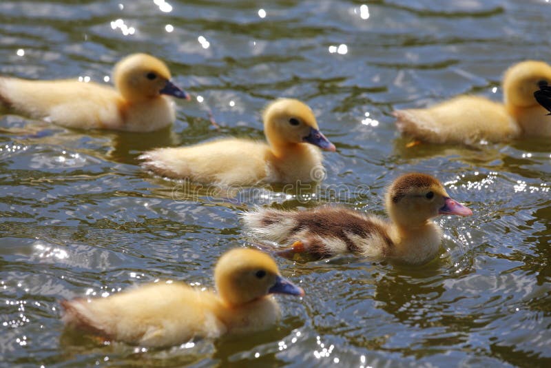 21,023 Photos de Canetons - Photos de stock gratuites et libres de ...