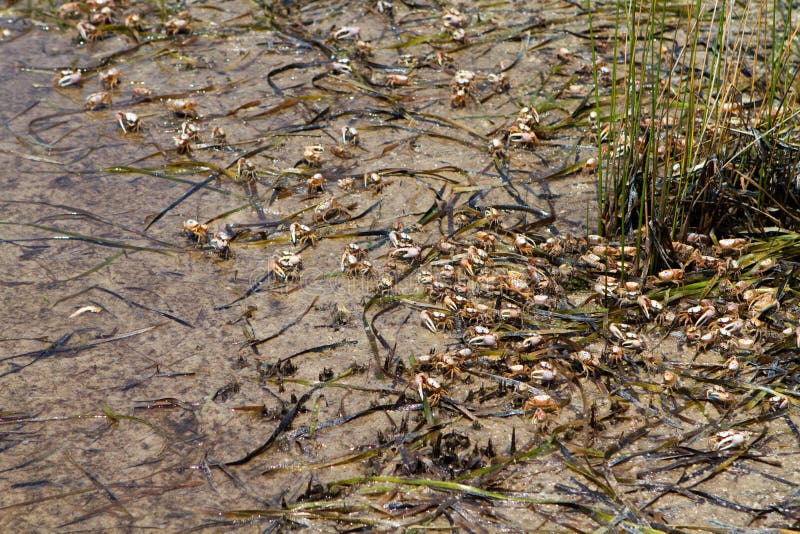 Cangrejos De Fiddler El Pulular Imagen de archivo - Imagen de coastline ...