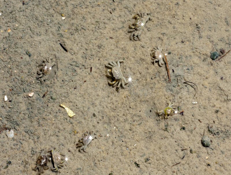 Cangrejos del fango imagen de archivo. Imagen de animal - 17963257