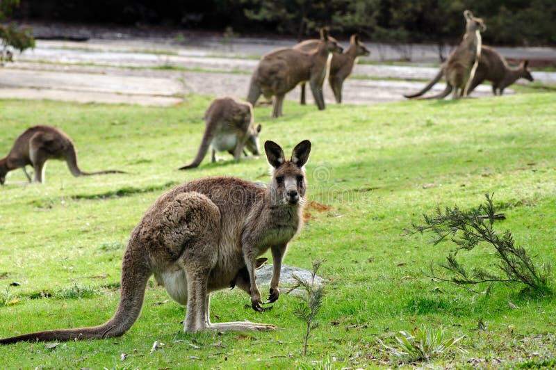 Truppa Dei Canguri Che Riposano E Che Si Alimentano Nel Pomeriggio ...
