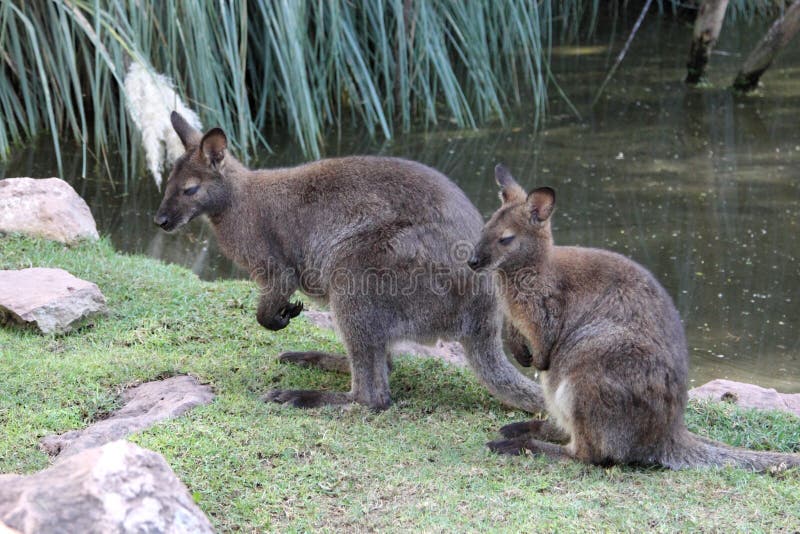 Canguri Pigri Che Si Trovano Sulla Terra Fotografia Stock - Immagine di ...