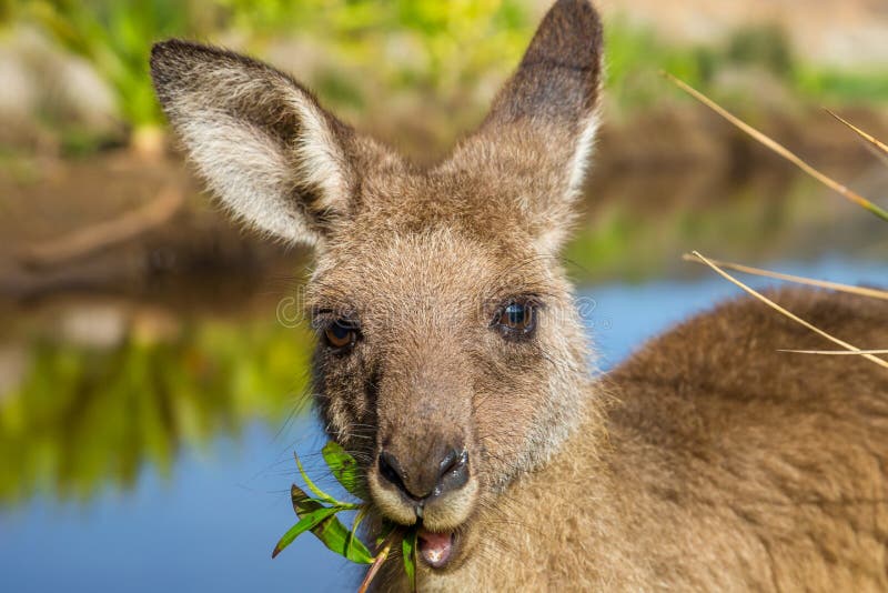 Canguri Australiani in Spiaggia Ciottolosa Immagine Stock - Immagine di ...