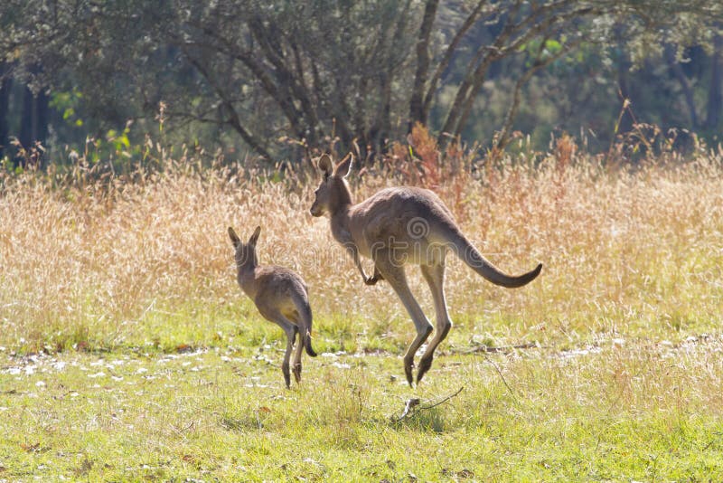 Canguri che saltano via fotografia stock. Immagine di madre - 52362040