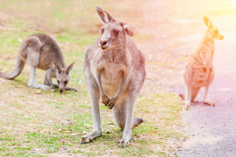 Canguri grigi orientali fotografia stock. Immagine di australiano ...