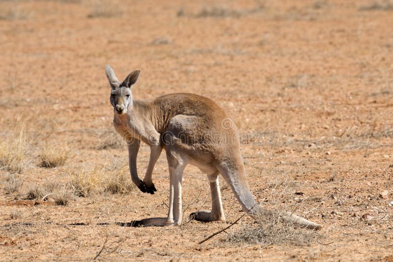 Canguri immagine stock. Immagine di grigio, animali, natura - 31598273