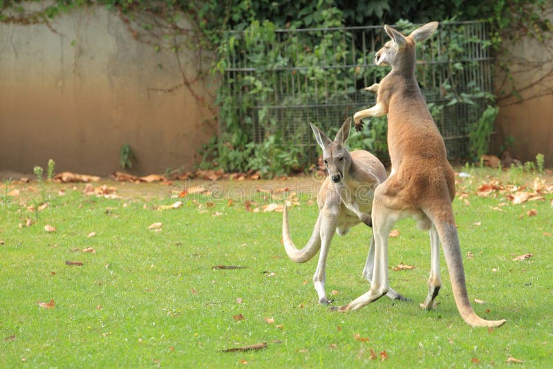Coppie Dei Canguri Che Mangiano Nella Campagna Aperta Dell'Australia ...