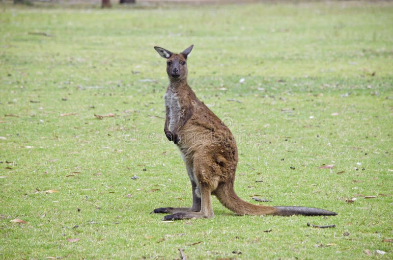 Canguro immagine stock. Immagine di isola, brunastro - 100382771