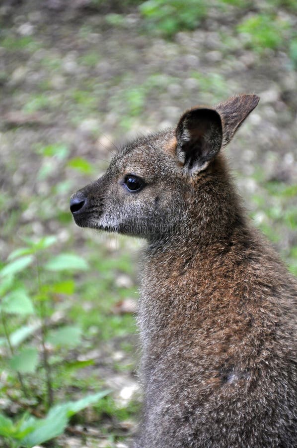 Canguro immagine stock. Immagine di naturalness, piccolo - 31533305