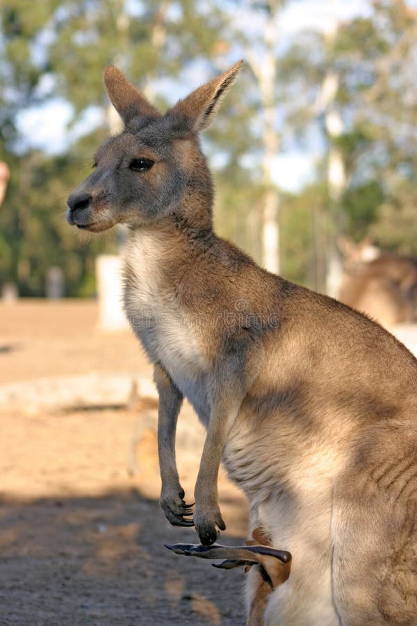 Canguro imagen de archivo. Imagen de cubo, salvaje, parque - 4213777