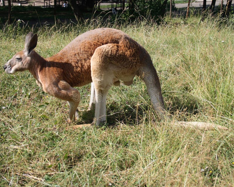 Canguro immagine stock. Immagine di animale, australiano - 6272603
