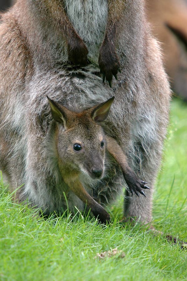 Canguro con el bebé imagen de archivo. Imagen de fauna - 1768259