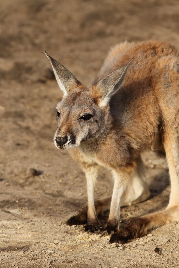 Canguro del bebé imagen de archivo. Imagen de animal - 18524343