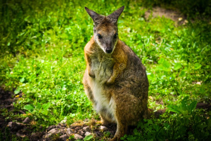 Canguro Rojo Con Un Bebé En Su Bolsillo Foto de archivo - Imagen de ...