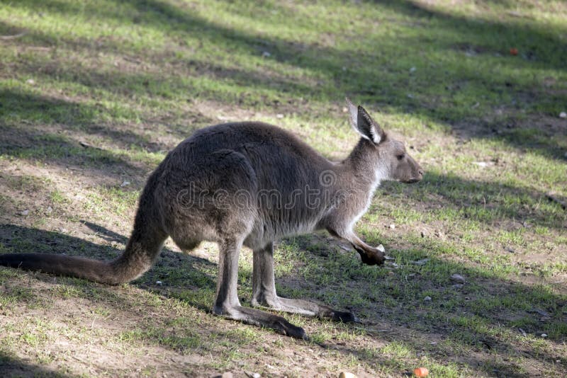 Canguro gris occidental foto de archivo. Imagen de occidental - 119065618
