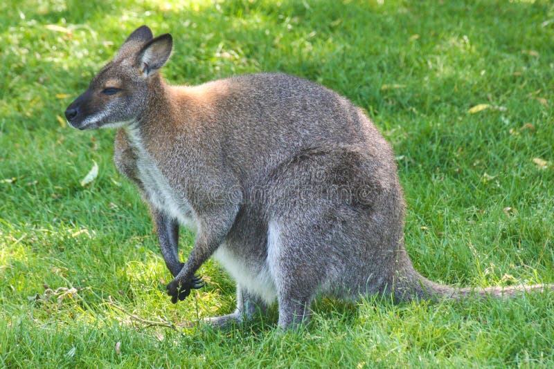 Madre Gris Occidental Del Canguro (fuliginosus Del Macropus) Con Joey ...