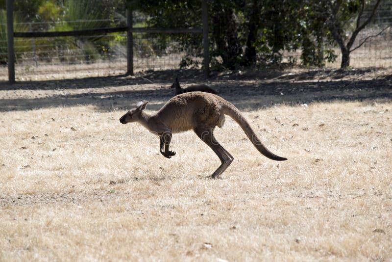 Canguro gris occidental imagen de archivo. Imagen de blanco - 137157115