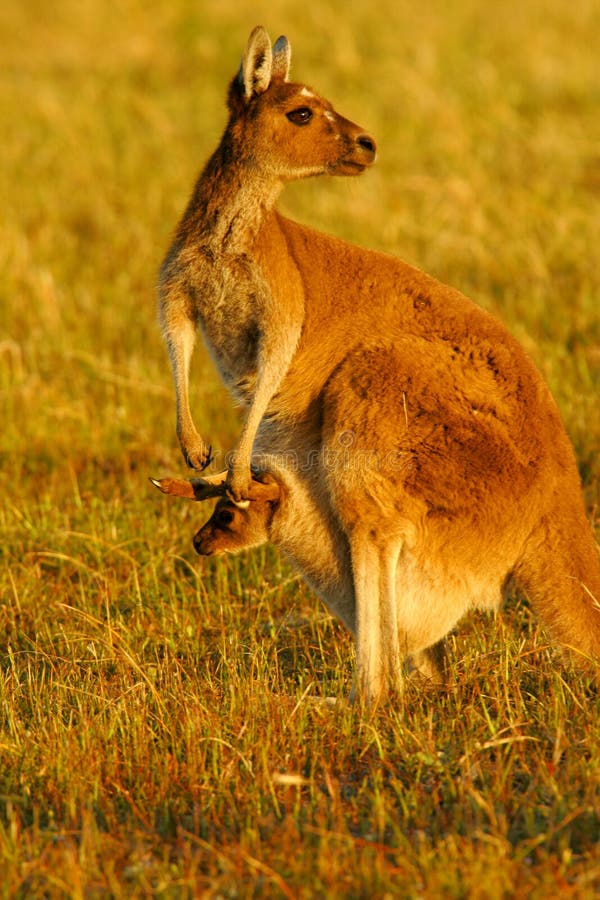 Canguro gris occidental foto de archivo. Imagen de canguros - 4427950