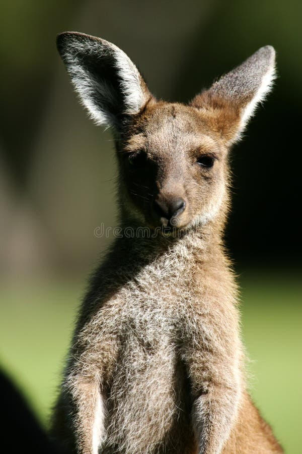 Canguro En Lucky Bay En El Parque Del Le Grand National Del Cabo Foto ...