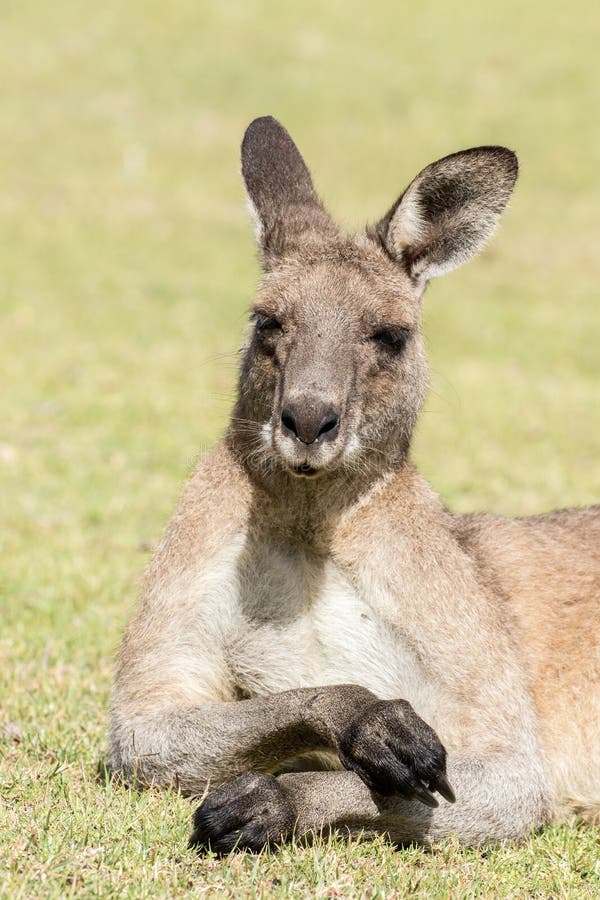 Canguros grises orientales imagen de archivo. Imagen de fauna - 206971121