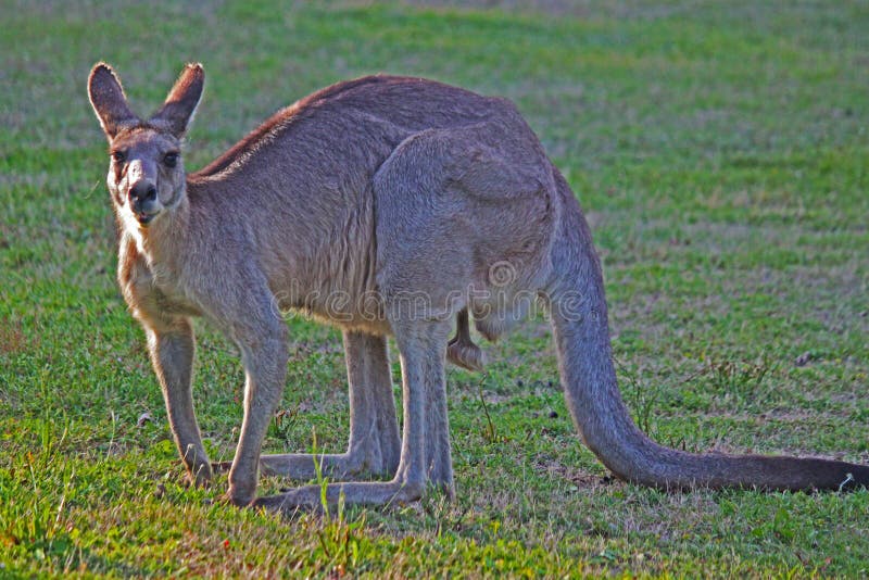 Canguro Masculino En El Bosque Imagen de archivo - Imagen de australia ...