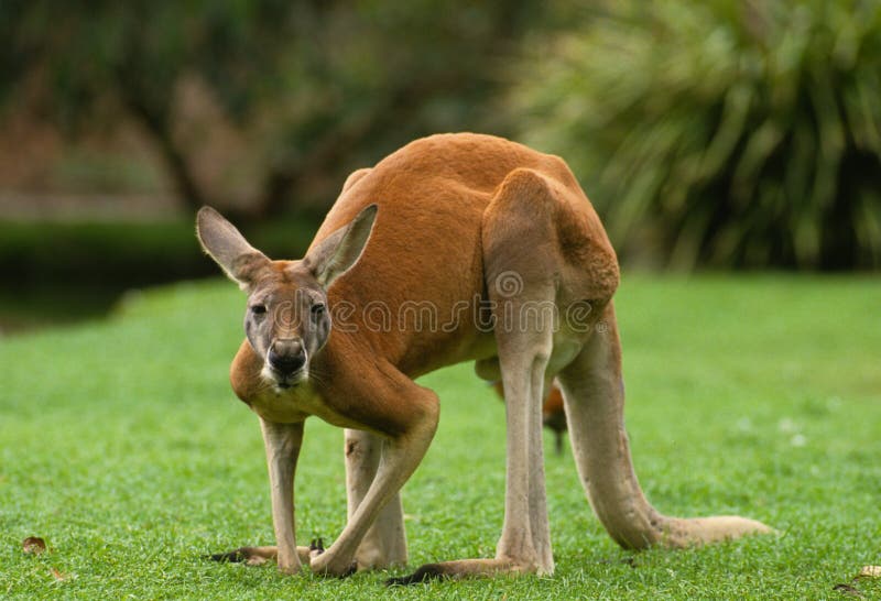 Canguro rojo macho 4 imagen de archivo. Imagen de herbivoro - 160712843
