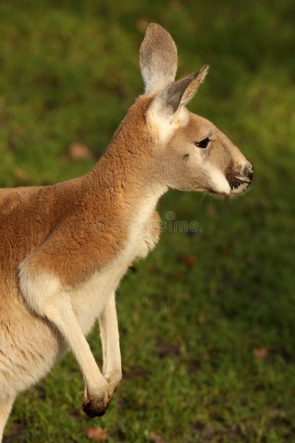 Canguro Que Mira a La Derecha Imagen de archivo - Imagen de pista, gris ...