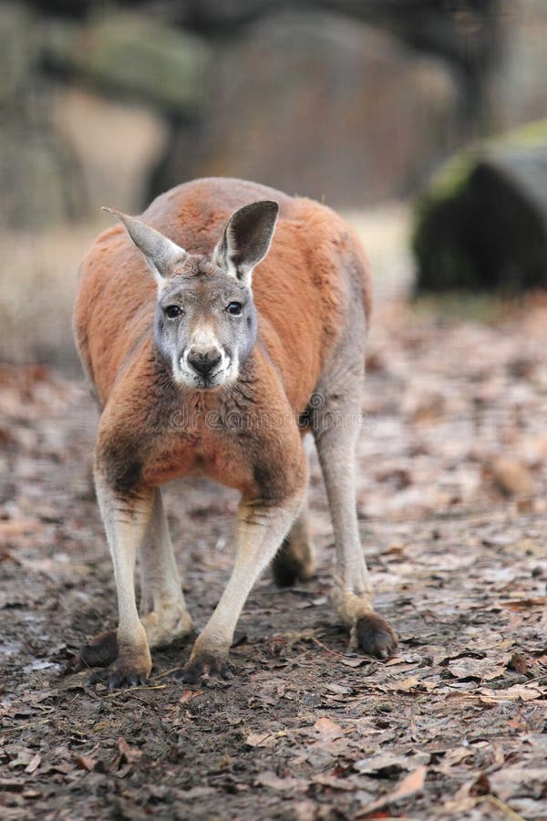 Canguro rojo foto de archivo. Imagen de australia, animal - 28410652