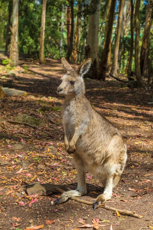 Canguro rojo australiano foto de archivo. Imagen de marsupial - 65585980