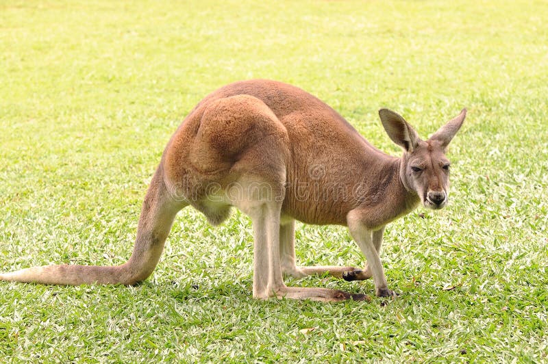 Canguru foto de stock. Imagem de selvagem, pele, campo - 11226510