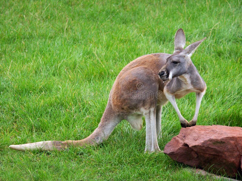 Canguru imagem de stock. Imagem de canguru, azul, beleza - 164409