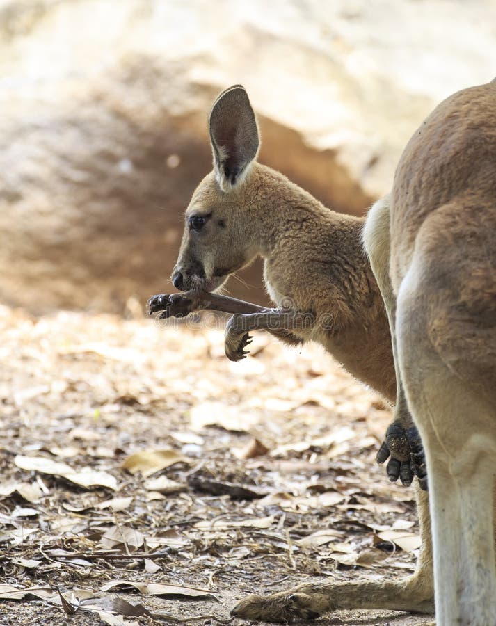 Canguru imagem de stock. Imagem de estreitado, wildlife - 34117763