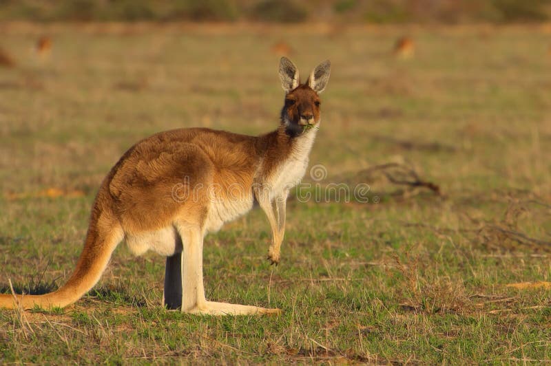 Canguru imagem de stock. Imagem de amores, selvagem, animal - 3274729