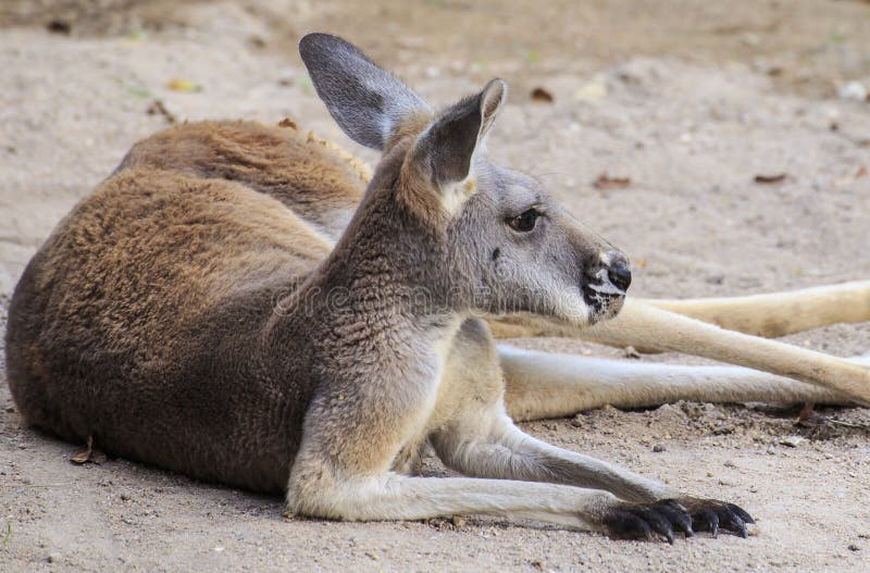 Canguru imagem de stock. Imagem de estreitado, wildlife - 34117763