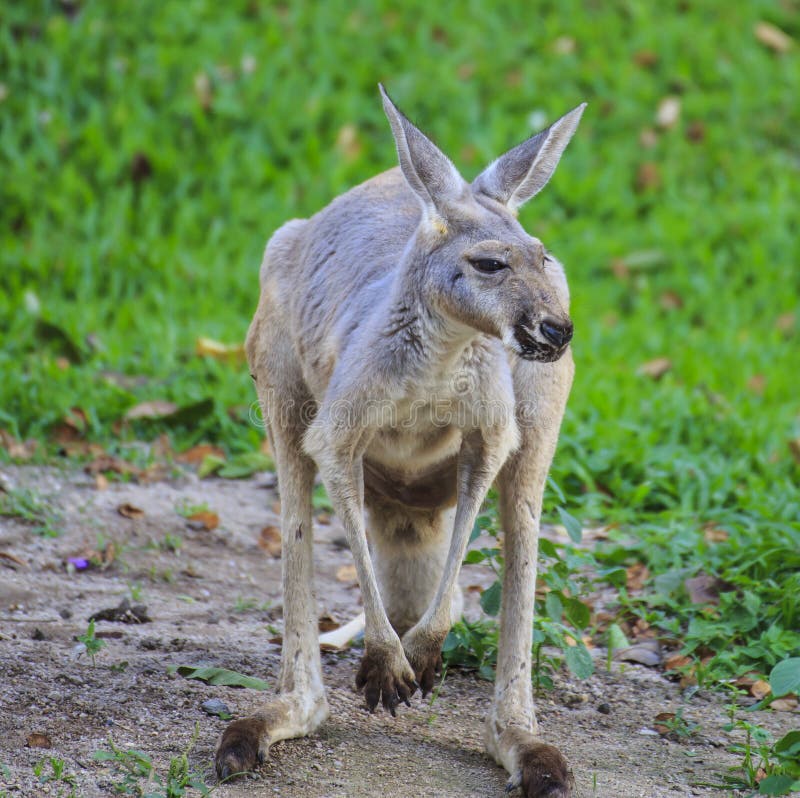 Canguru imagem de stock. Imagem de estreitado, wildlife - 34117763