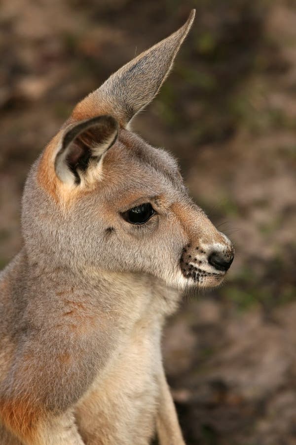 Canguru foto de stock. Imagem de marsupial, vida, animal - 1062584