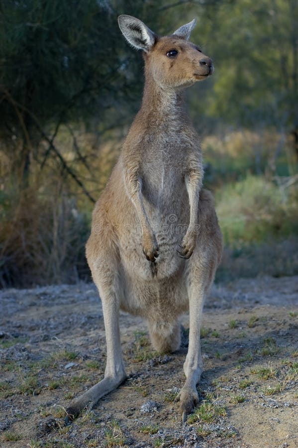 Canguru australiano imagem de stock. Imagem de nave, salto - 1783707