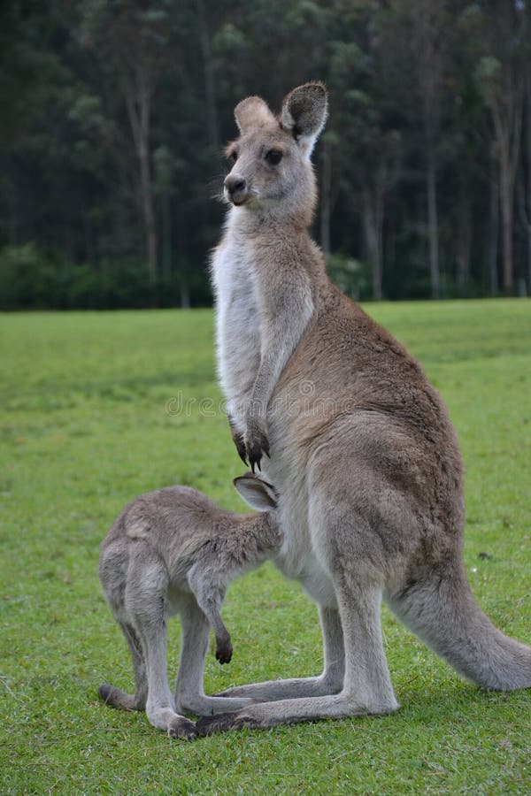 Canguru foto de stock. Imagem de campo, curso, wildlife - 69921116