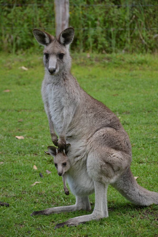 Canguru imagem de stock. Imagem de feriado, curso, canguru - 69921159